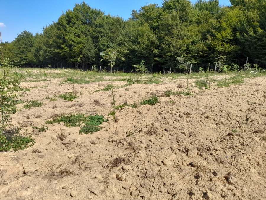 Campanie de împădurire a zonelor degradate, desfășurată de Holcim și ...